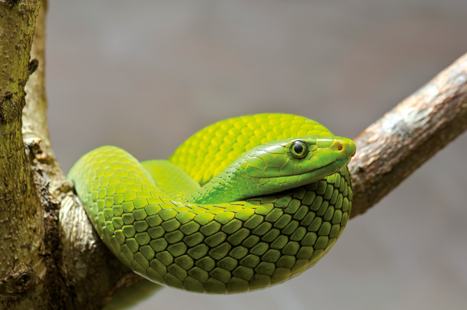 Eastern Green Mamba Facts and Pictures | Reptile Fact Eastern Green Mamba Facts and Pictures | Reptile Fact