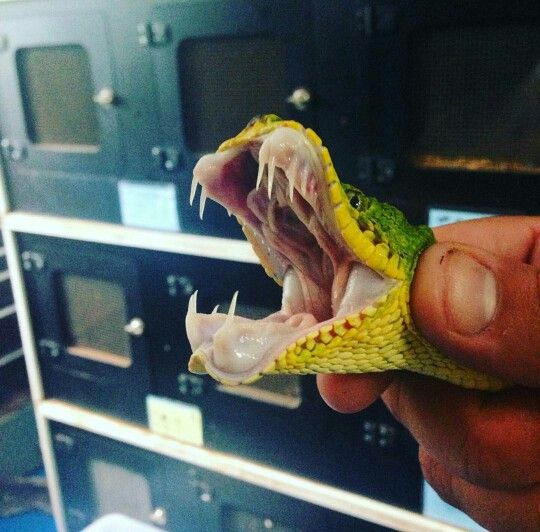 Green Tree Python Facts and Pictures | Reptile Fact Green Tree Python Facts and Pictures | Reptile Fact