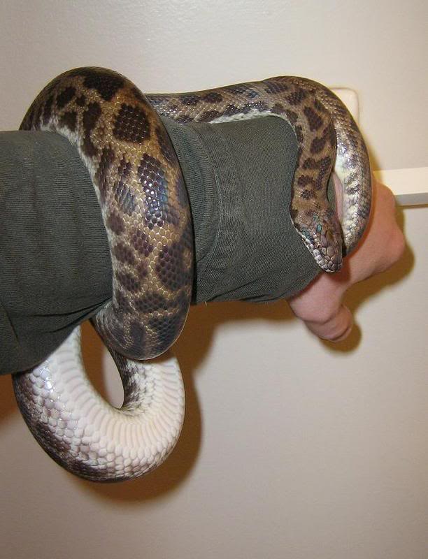 Spotted Python Facts And Pictures Reptile Fact
