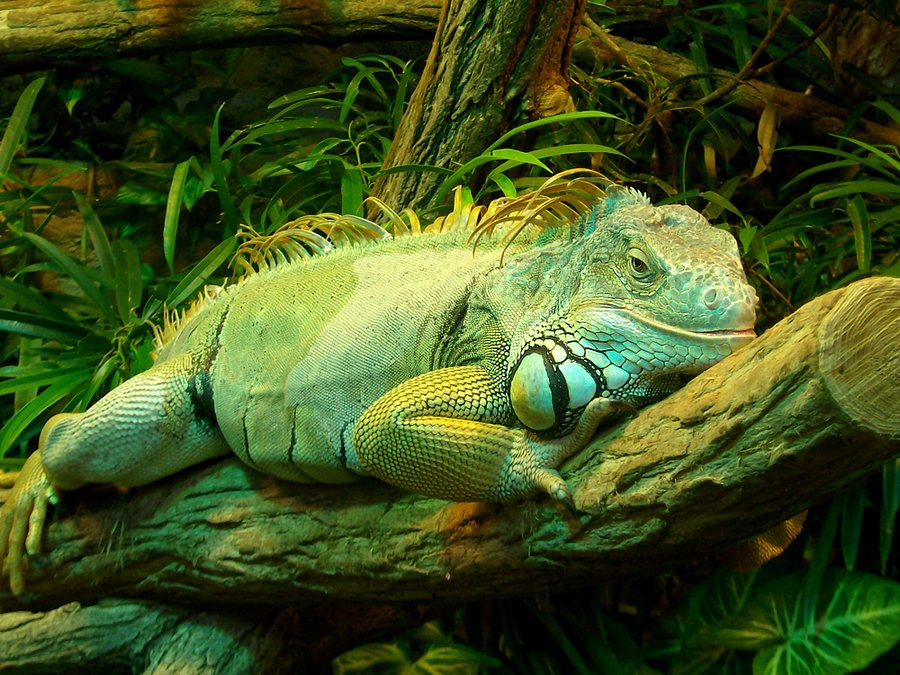 Green Iguana Facts And Pictures Reptile Fact