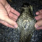 Andaman Cobra Facts and Pictures