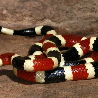 Arizona Coral Snake Facts and Pictures