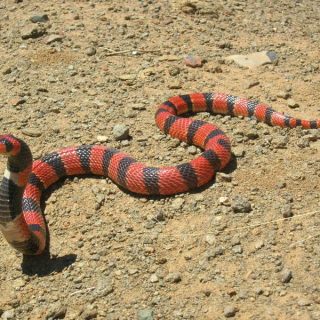 Cape Coral Snake Facts and Pictures