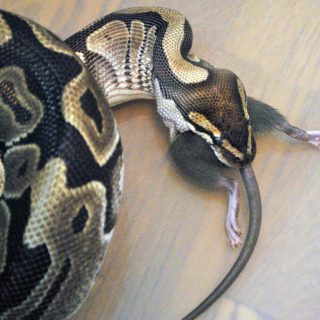 Ball Python Facts and Pictures