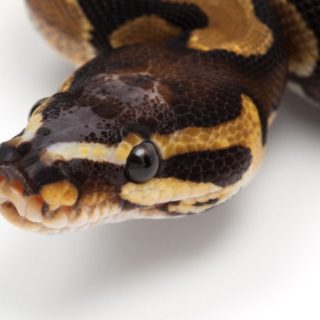 Ball Python Facts and Pictures