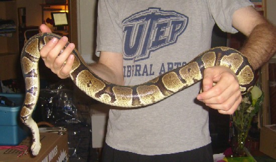 Ball Python Facts And Pictures