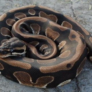 Ball Python Facts and Pictures