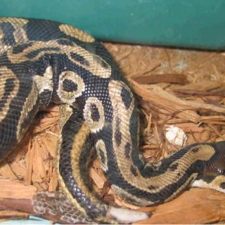 Ball Python Facts and Pictures