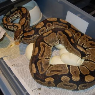 Ball Python Facts and Pictures