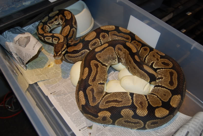 Ball Python Facts And Pictures