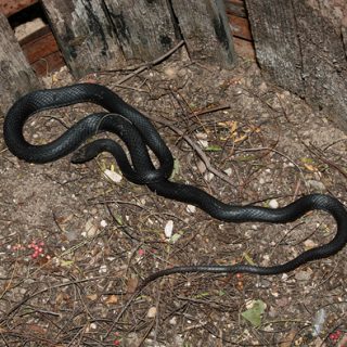 Coachwhip Snake Facts and Pictures