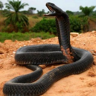 Philippine Cobra Facts and Pictures