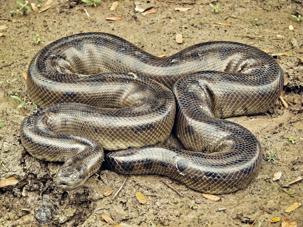 Four Species Of Anacondas Ultimate Topics