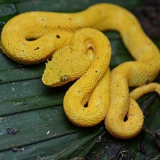Eyelash Viper Facts and Pictures