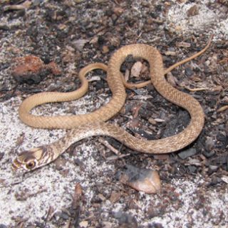 Coachwhip Snake Facts and Pictures