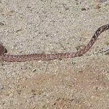 Coachwhip Snake Facts and Pictures