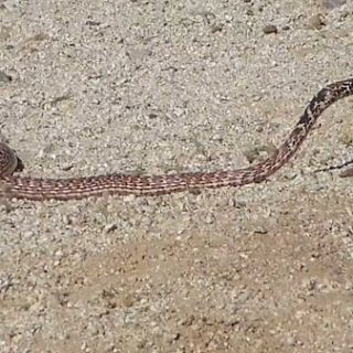 Coachwhip Snake Facts and Pictures