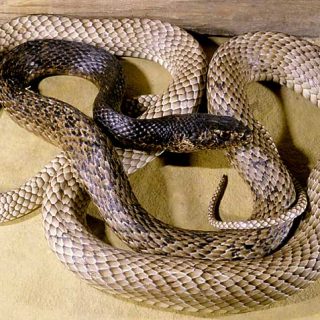 Coachwhip Snake Facts and Pictures