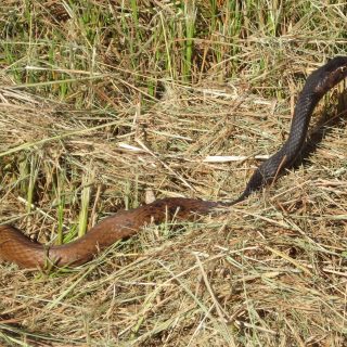 Coachwhip Snake Facts and Pictures