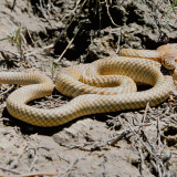 Coachwhip Snake Facts and Pictures