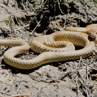 Coachwhip Snake Facts and Pictures