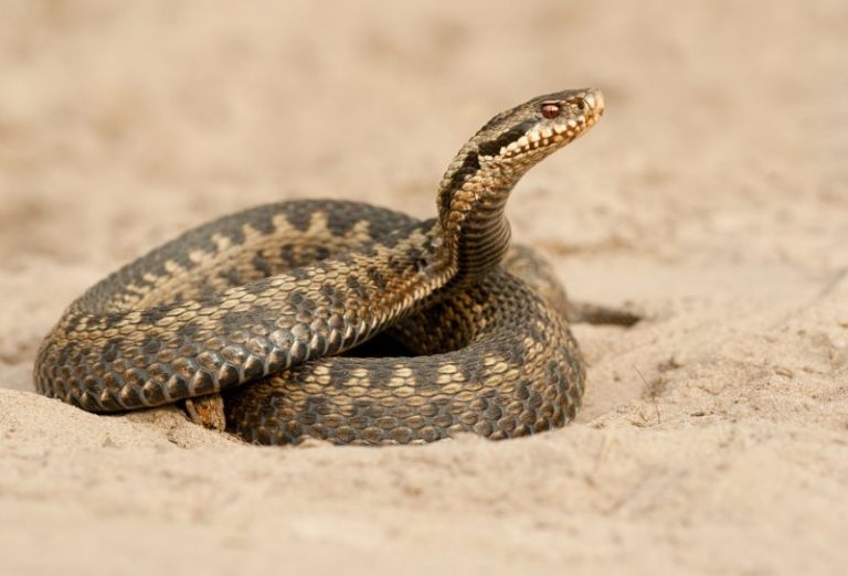Snakes: Facts and List of Types With Pictures - Reptile Fact