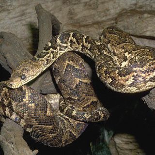 Cuban Boa Facts and Pictures