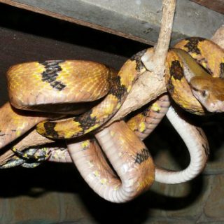 Southern Black Racer Facts and Pictures