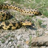 Eastern Fox Snake Facts and Pictures