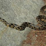 Eastern Fox Snake Facts and Pictures