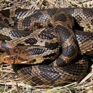 Eastern Fox Snake Facts and Pictures