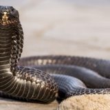 Egyptian Cobra Facts and Pictures