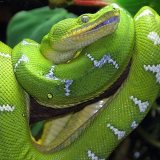 Emerald Tree Boa Facts and Pictures