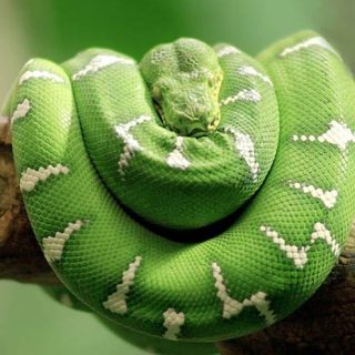 Emerald Tree Boa Facts and Pictures