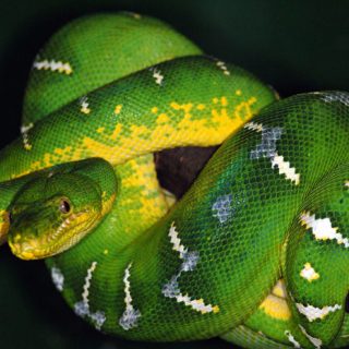 Emerald Tree Boa Facts and Pictures