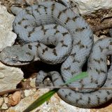 Buttermilk Racer Facts and Pictures