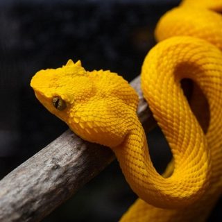 Eyelash Viper Facts and Pictures