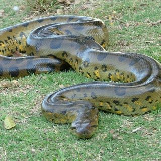 Bolivian Anaconda Facts and Pictures