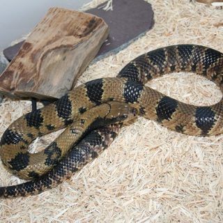 False Water Cobra Facts and Pictures
