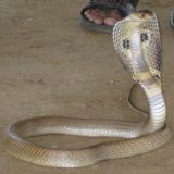 Indian Cobra Facts and Pictures