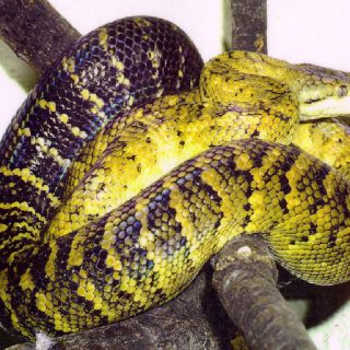 Jamaican Boa Facts and Pictures | Reptile Fact