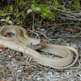 Coachwhip Snake Facts and Pictures