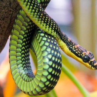 Paradise Flying Snake Facts and Pictures