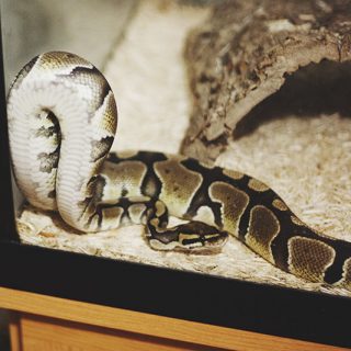 Ball Python Facts and Pictures