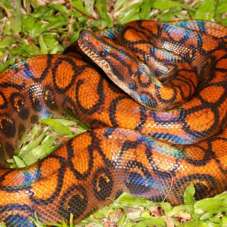 Rainbow Boa Facts and Pictures