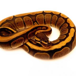 Ball Python Facts and Pictures