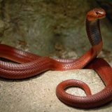 Red Spitting Cobra Facts and Pictures