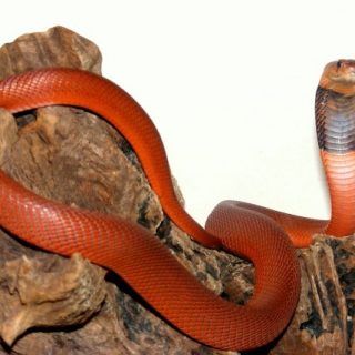 Red Spitting Cobra Facts and Pictures
