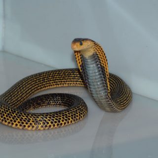 Southern Philippine Cobra Facts and Pictures
