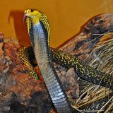 Southern Philippine Cobra Facts and Pictures